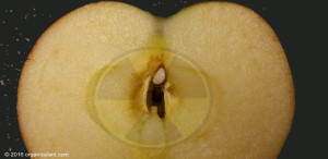 Radiation Protection With Apple-Pectin