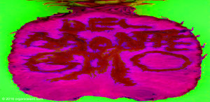 GMO Pink Pineapple From Del Monte Approved By FDA