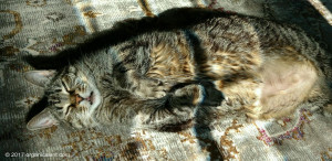 Toxoplasmosis: How A Cat Parasite Exploits Immune Cells To Reach The Brain