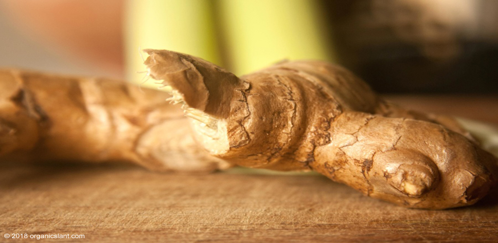 Pungent Tasting Substance In Ginger Reduces Bad Breath