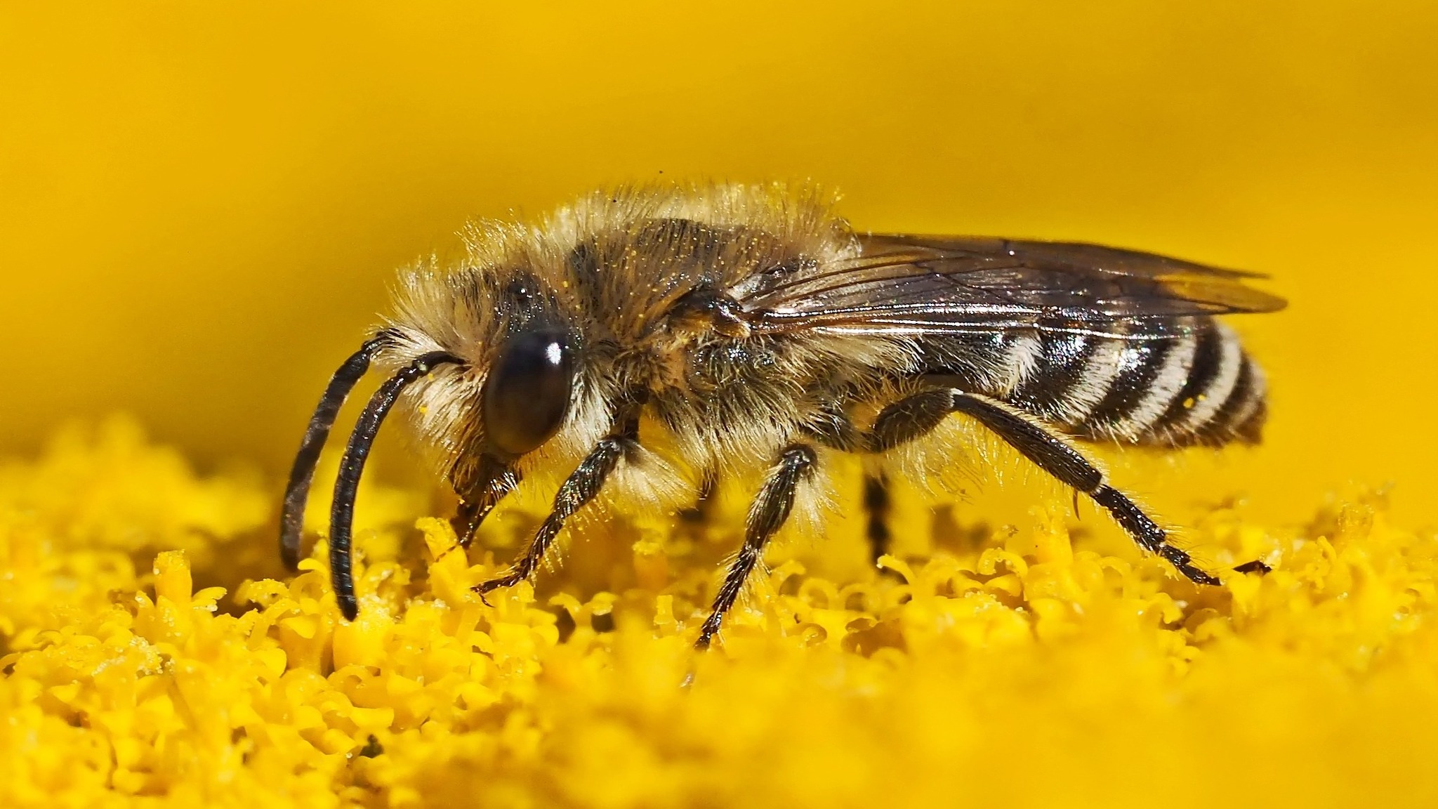 Pesticides and food scarcity dramatically reduce wild bee population