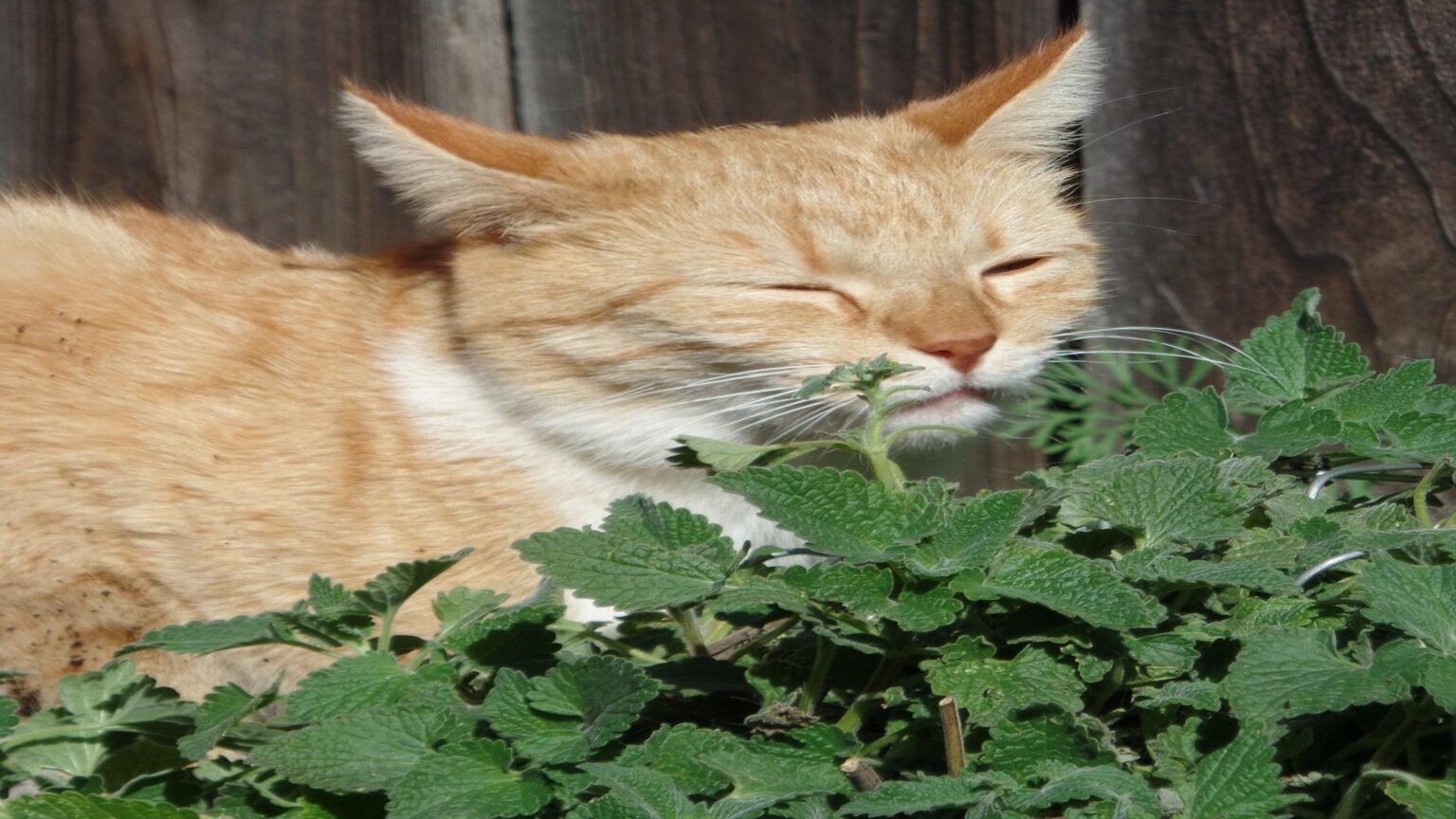 How Catnip Makes The Chemical That Causes Cats To Go Crazy
